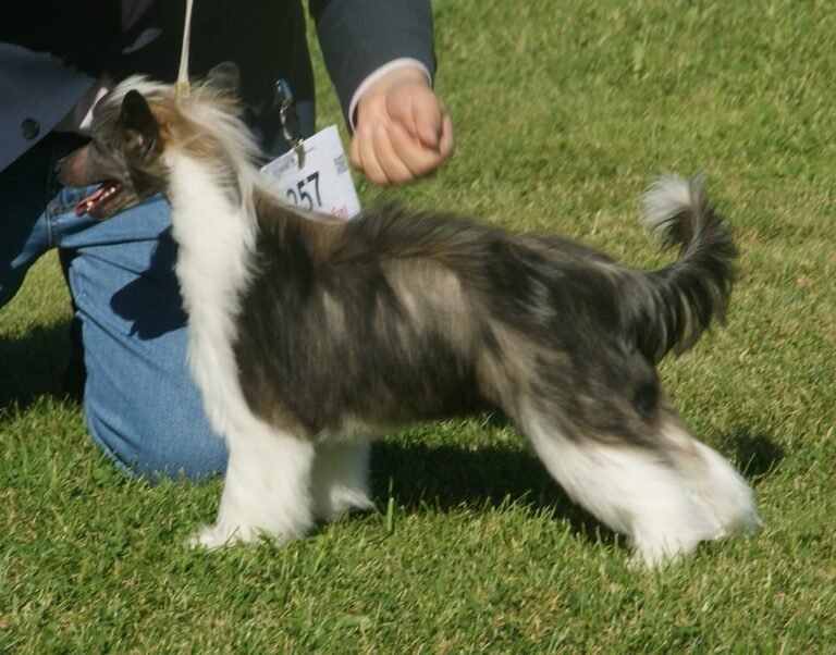 Complete Care Guide for Chinese Crested Powder Puff | Paws of the Town