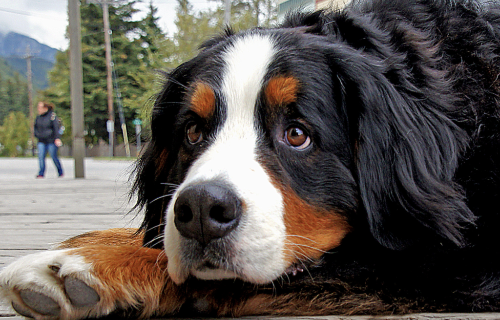 Extending Your Bernese Mountain Dog's Lifespan | Paws of the Town